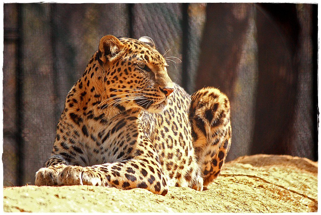 Udham Singh Nagar में घुसा तेंदुआ, 13 वर्षीय बच्ची पर हमला